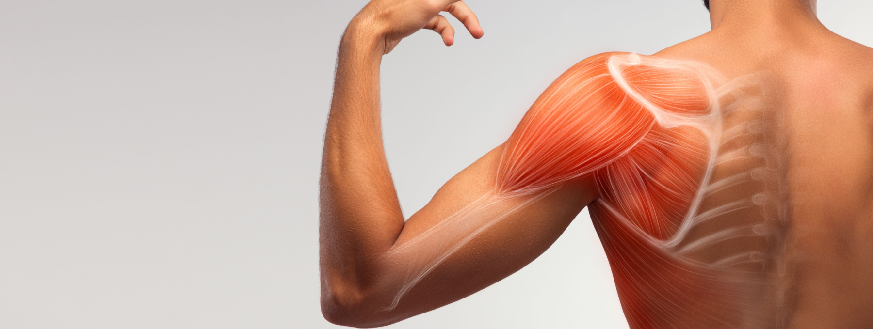 The Synchronization Between the Central Circadian Clock and the ...